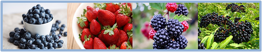 Ozark Berry Farm LLC - Naturally Meramec
