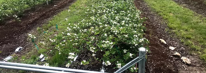 Ozark Berry Farm LLC - Naturally Meramec